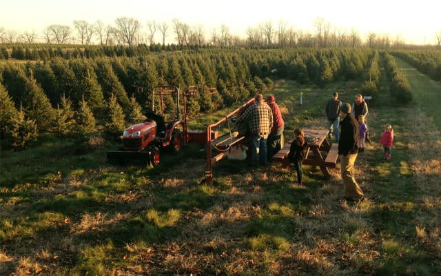 Is Your Fresh Cut Christmas Tree Truly "Green"? * Big Blog of Gardening