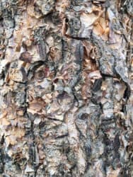 Choose Plants With Attractive Bark For Winter Landscapes * Big Blog of ...