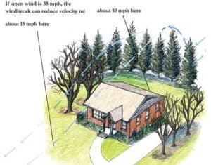 8 Ways Trees Protect Your Home * Big Blog of Gardening