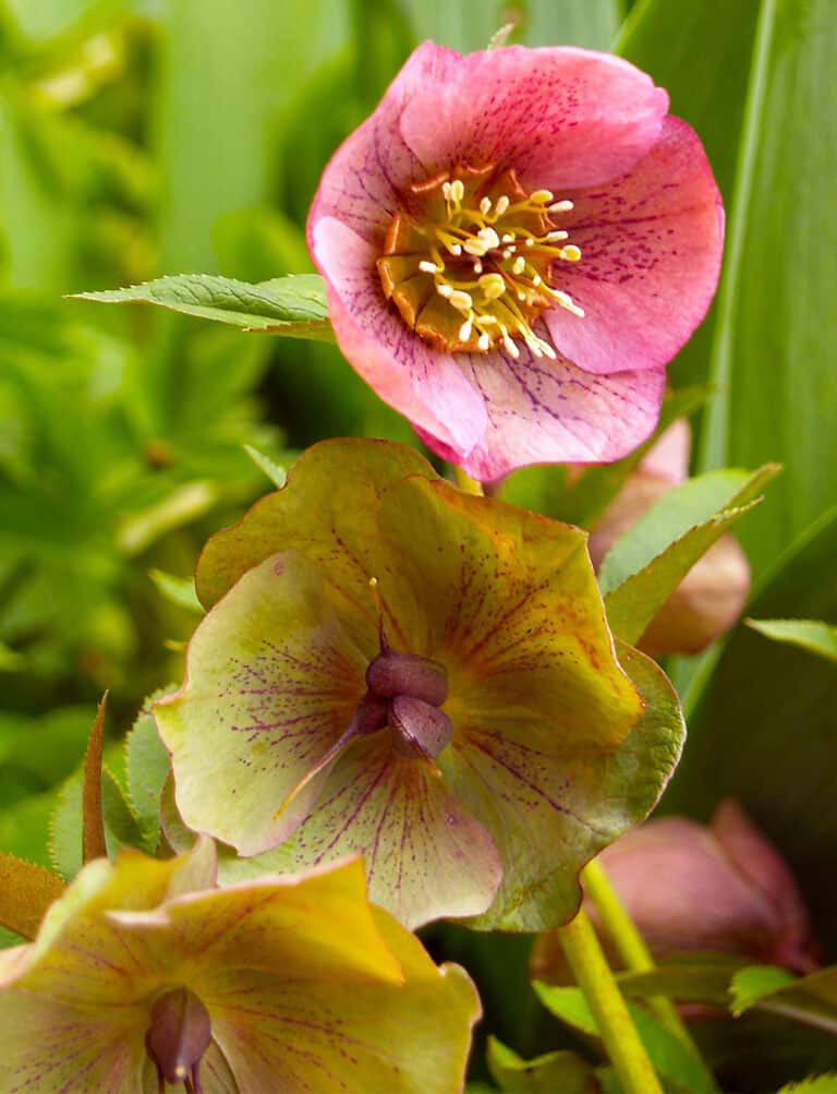 Hellebores: Growing and Care Guide * Big Blog of Gardening