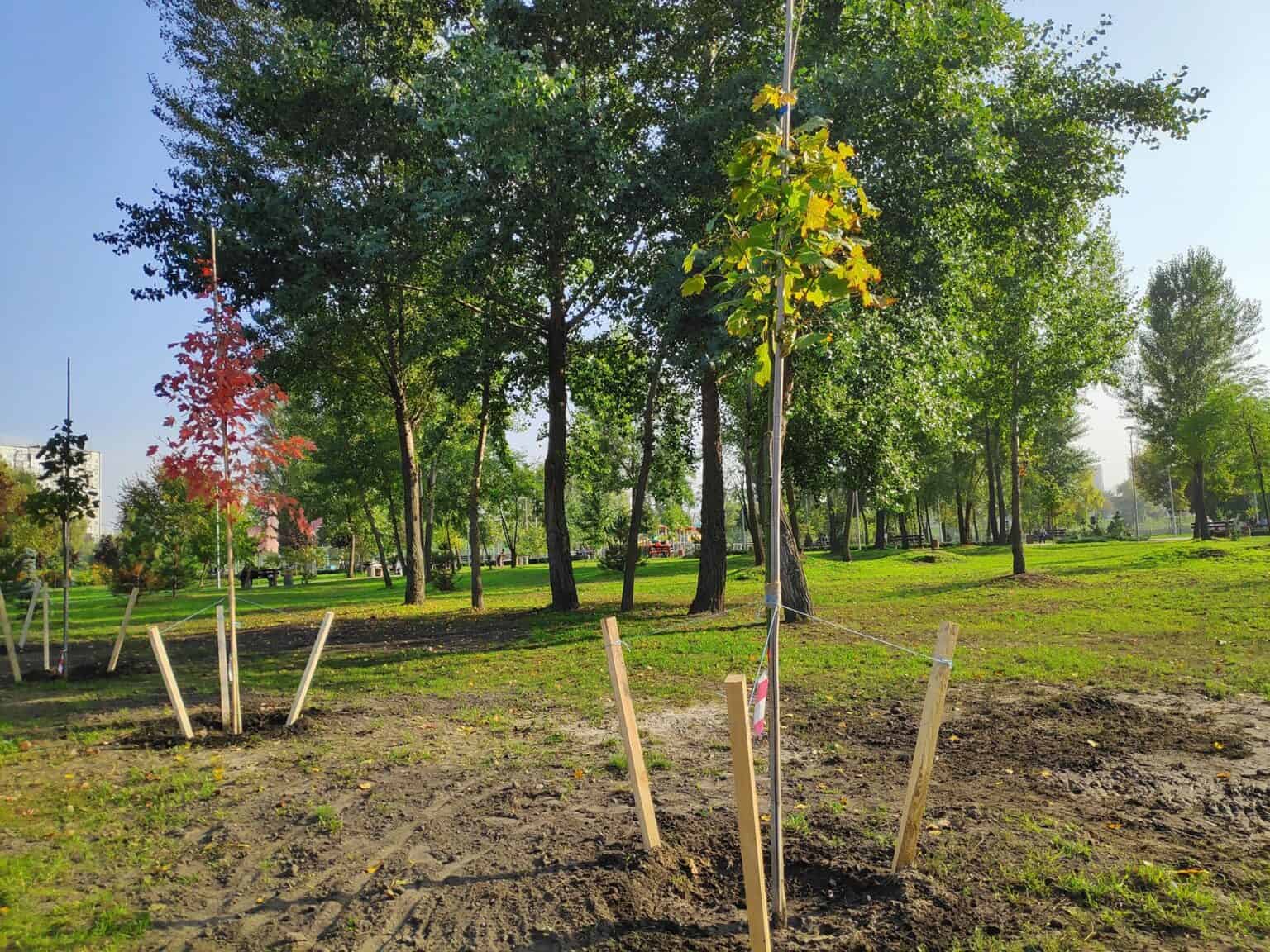 Staking a Tree Is Almost Never The Right Thing To Do * Big Blog of ...