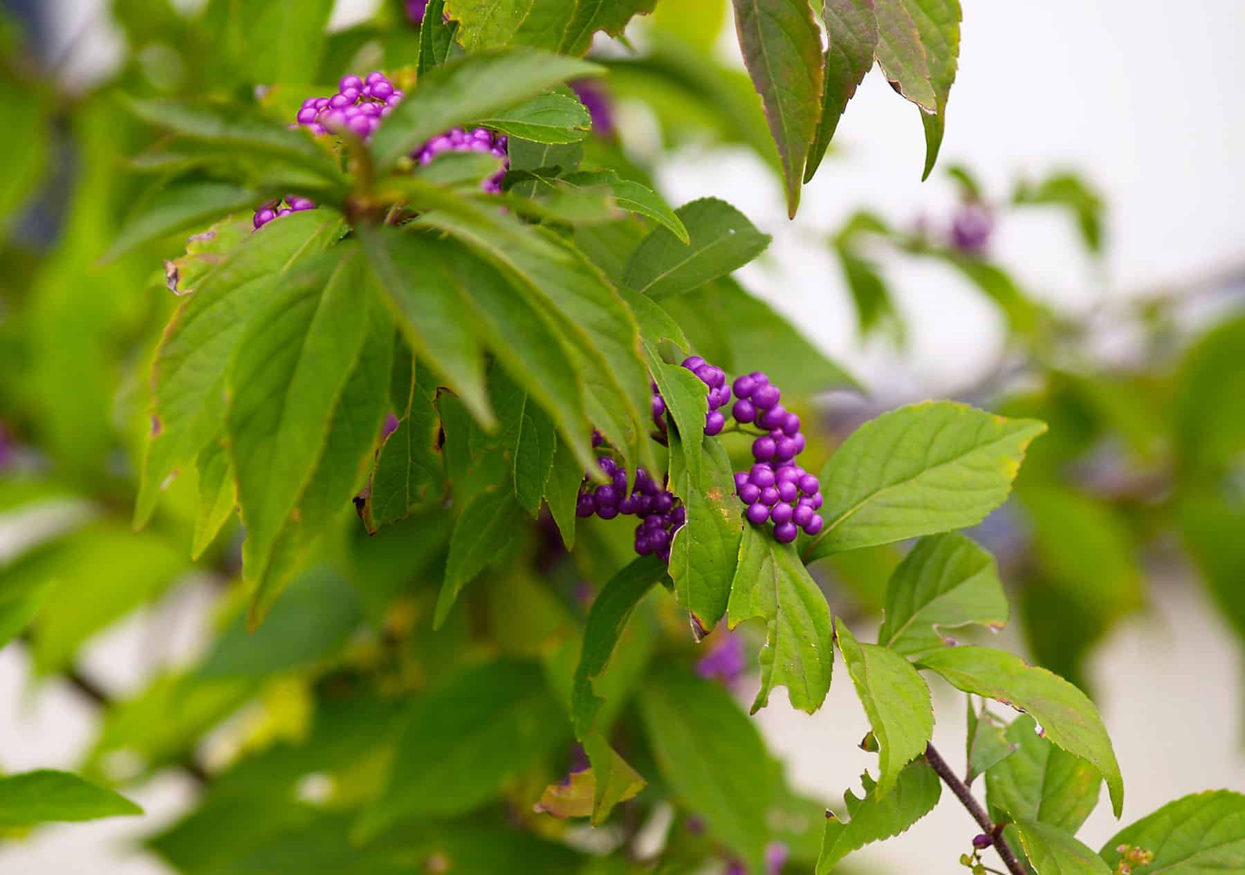 American Beautyberry: Fall's Favorite Plant for Wildlife * Big Blog of ...