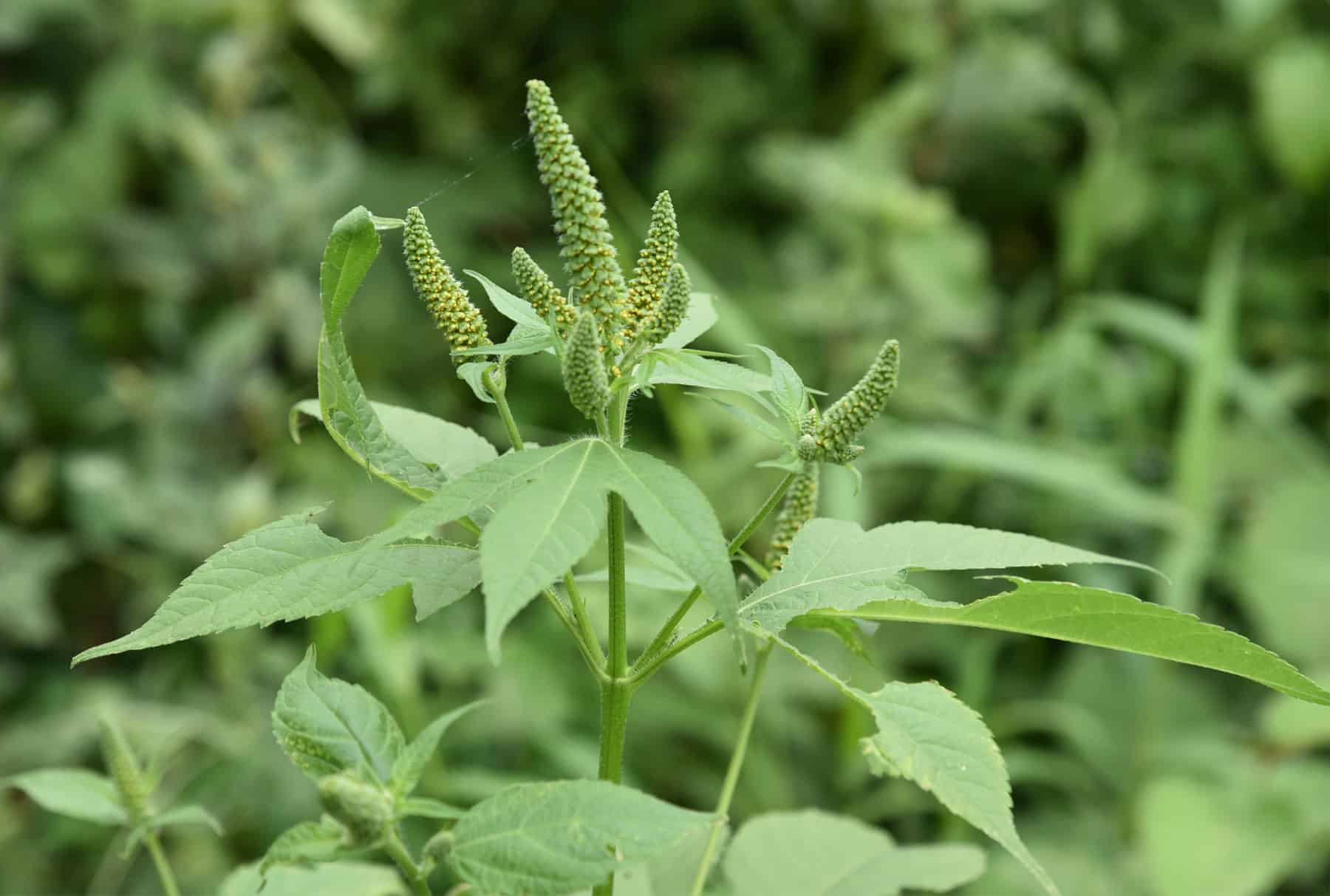 Goldenrod or Ragweed: Which One Causes Fall Allergies? ⋆ Big Blog Of ...