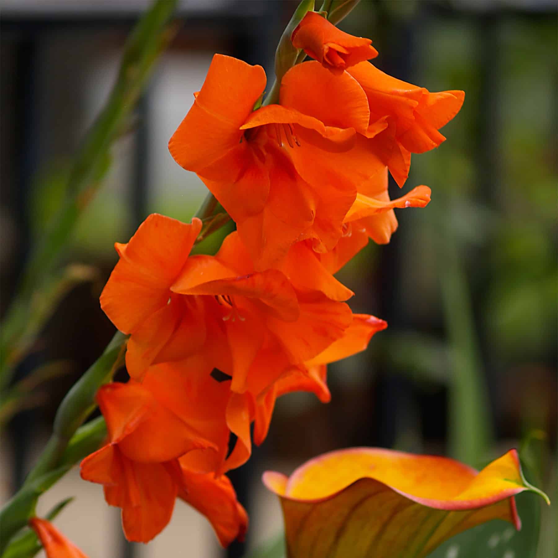 The 4 Best Showstopper Summer Blooms For Your Garden * Big Blog of ...